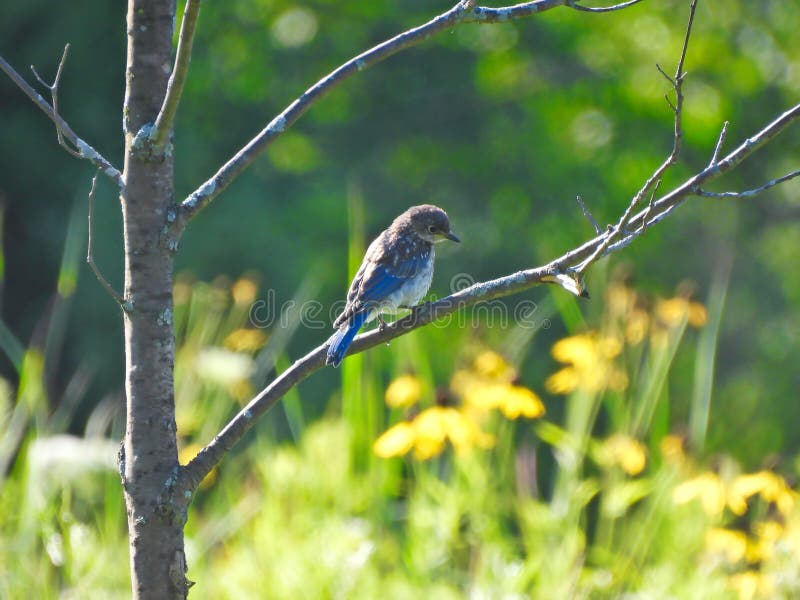 Juvenile Eastern Blue Bird on a Tree Branch Stock Photo - Image of ...