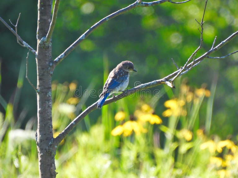 Juvenile Eastern Blue Bird on a Tree Branch Stock Photo - Image of ...