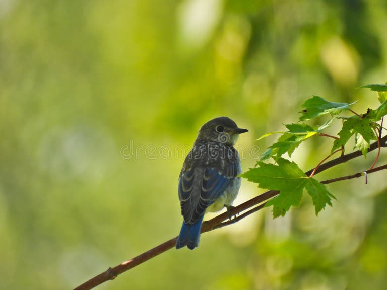 Juvenile Eastern Blue Bird on a Tree Branch Stock Photo - Image of wild ...