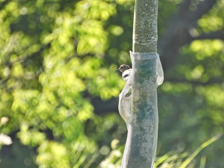 Juvenile Eastern Blue Bird on a Tree Trunk Stock Photo - Image of ...
