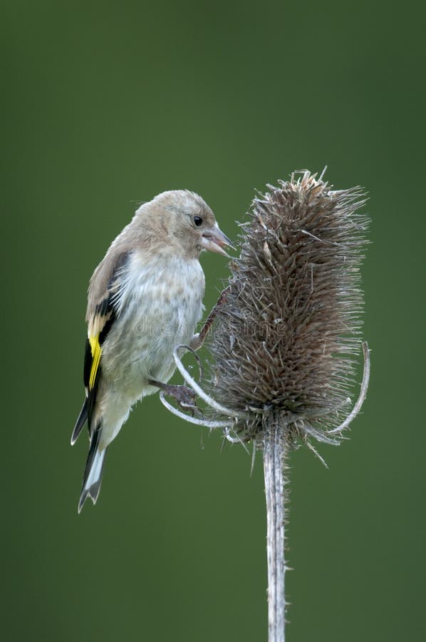 Juvenile European Goldfinch (Carduelis Carduelis) Stock Photo - Image ... Juvenile European Goldfinch (Carduelis Carduelis) Stock Photo - Image ...
