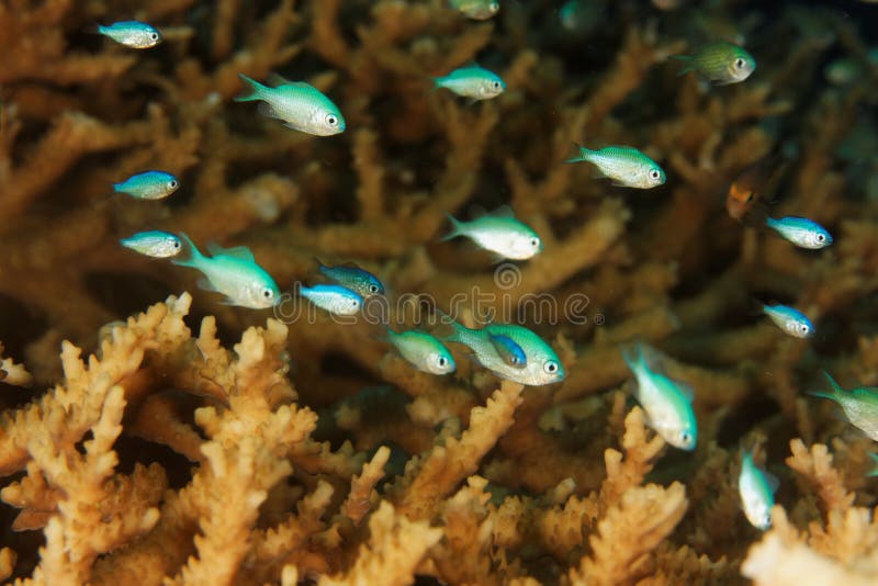 Juvenile fish on the reef stock image. Image of tropical - 21252589