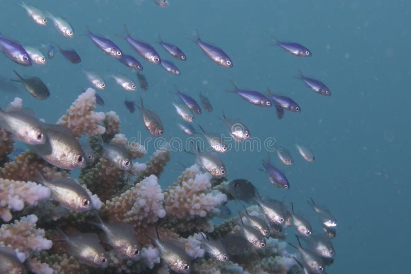 Juvenile Fish Swarming Over Coral Stock Photo - Image of fish, swarming ...