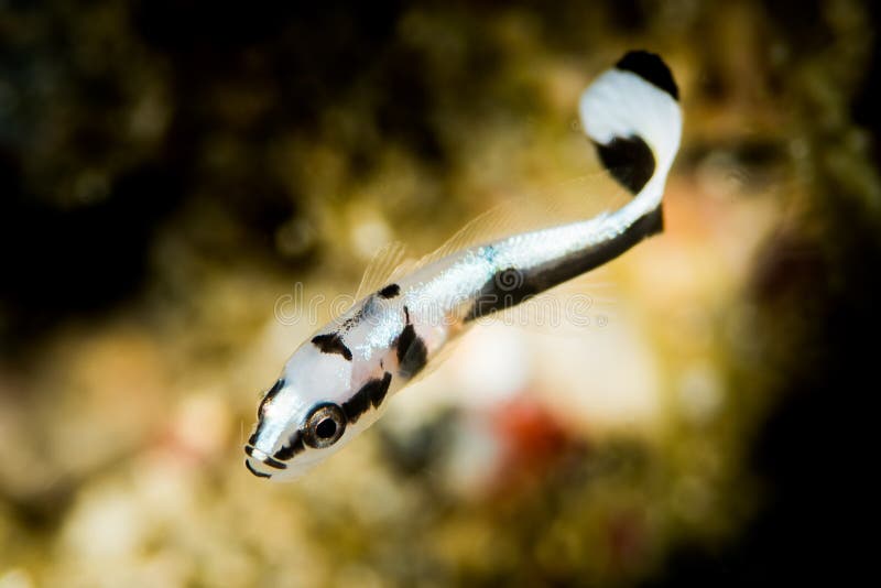 Juvenile Fish of Unknown Species Stock Photo - Image of biology, asia ...