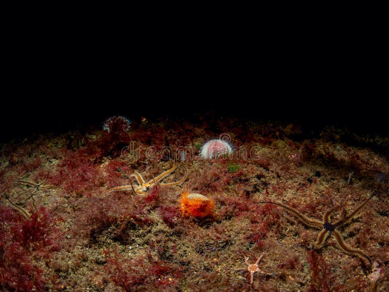 Flame Shell. Loch Carron, Scotland Stock Image - Image of limaria ...