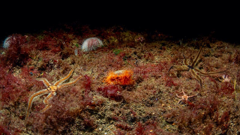 Flame Shell. Loch Carron, Scotland Stock Image - Image of limaria ...