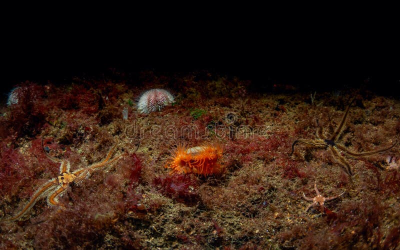 Flame Shell. Loch Carron, Scotland Stock Image - Image of limaria ...