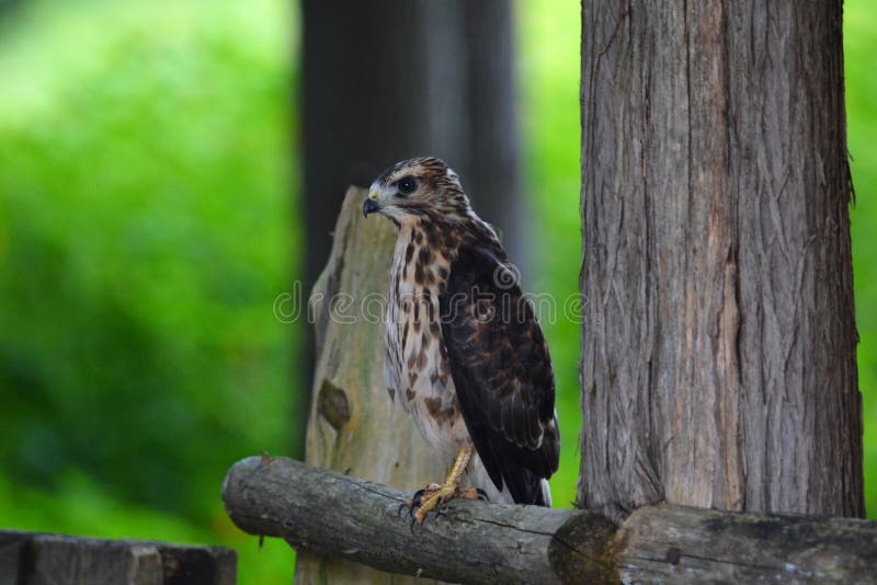 Juvenile Fledged Broad-winged Hawk Sits Perched on a Fence Stock Image ...