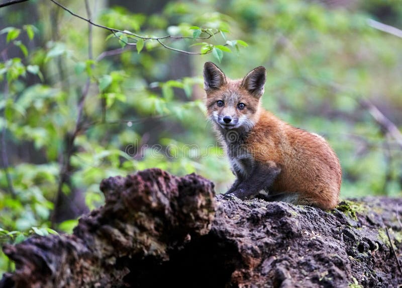 Juvenile Fox on a Large Tree Stump, Looking Out into the Distance Stock ...