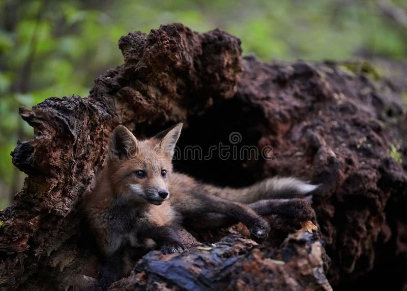 Juvenile Fox on a Log in Front of a Dead Tree, Its Fur Glistening in ...