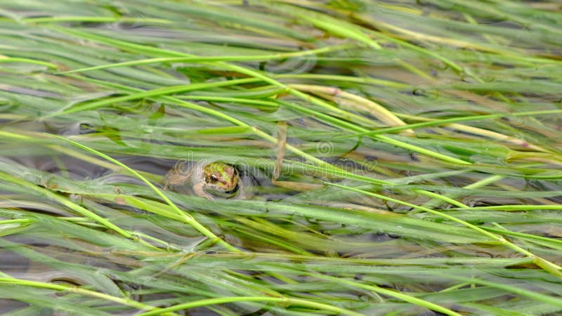 Juvenile Frog Hiding and Resting between Floating Aquatic Plants in a ...