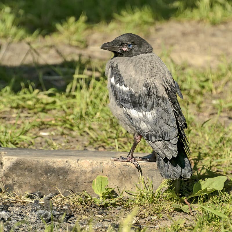 Grey Crow Chick. Waiting for Parents To Bring Food. Stock Image - Image ...
