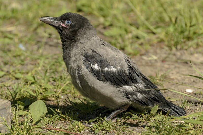 Grey Crow Chick. Waiting for Parents To Bring Food. Stock Image - Image ...