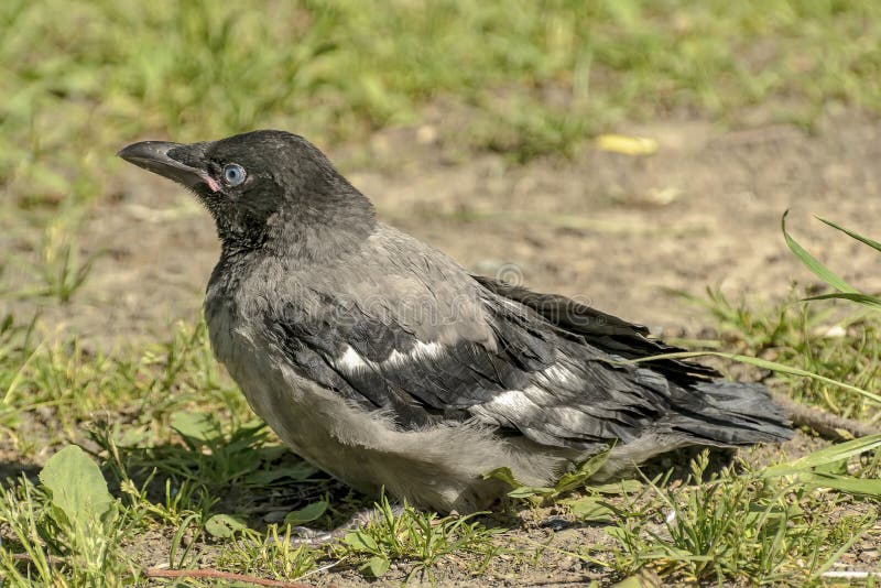 Grey Crow Chick. Waiting for Parents To Bring Food. Stock Photo - Image ...