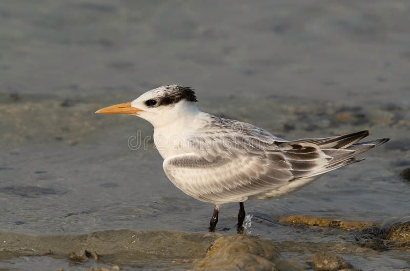 Juvenile Greater Crested Tern at Busaiteen Coast of Bahrain Stock Image ...