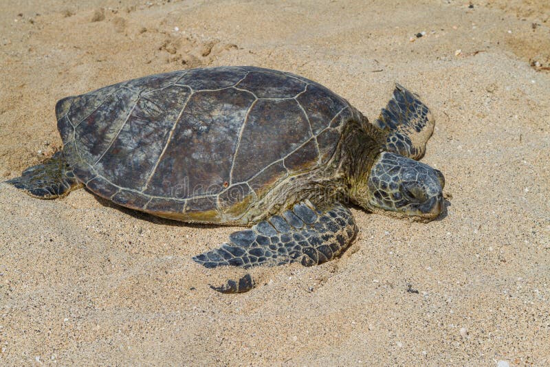 Juvenile Green Sea turtle stock image. Image of breed - 27097905