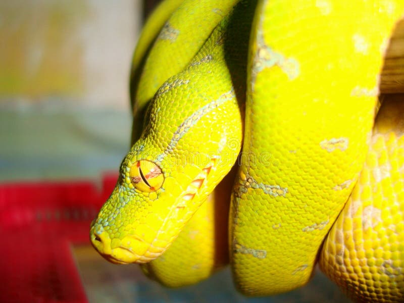 Juvenile Green Tree Python stock photo. Image of morelia - 190212498