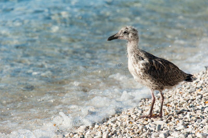 Juvenile gull stock image. Image of plumage, young, chick - 25345973