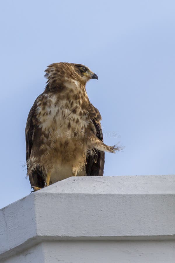 Juvenile Gymnogene stock photo. Image of african, rooftop - 78684792
