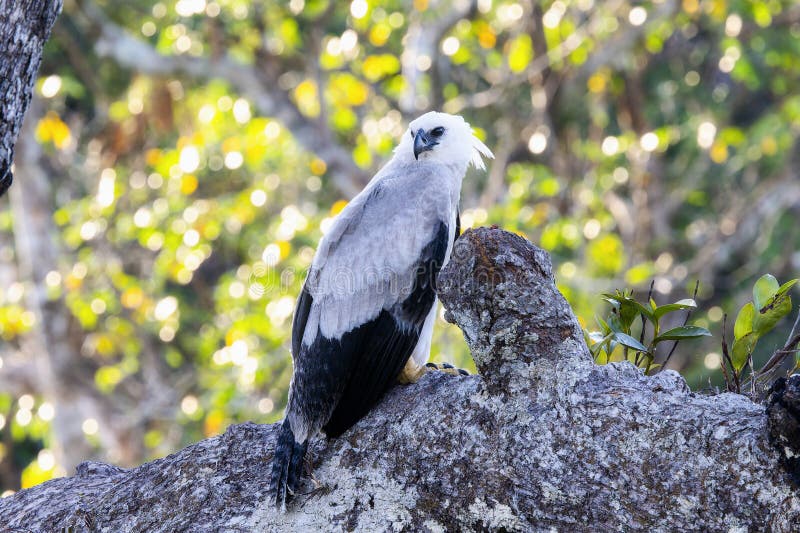 Juvenile, Harpy Eagle (Harpia Harpyja) in Brazil Stock Image - Image of ...
