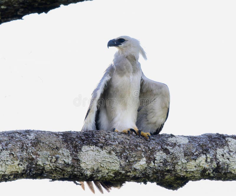Juvenile, Harpy Eagle (Harpia Harpyja) in Brazil Stock Image - Image of ...