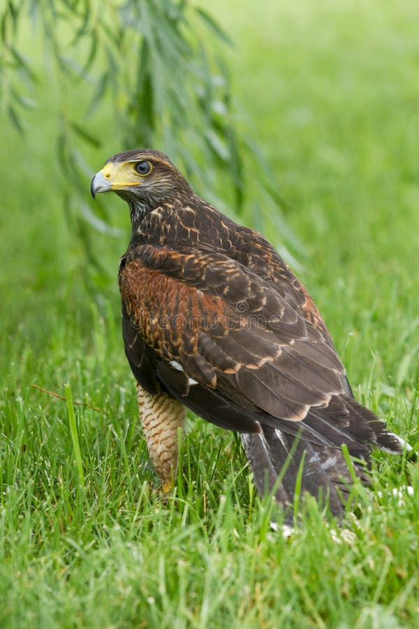 Juvenile Harris Hawk stock photo. Image of hawk, juvenile - 34785862