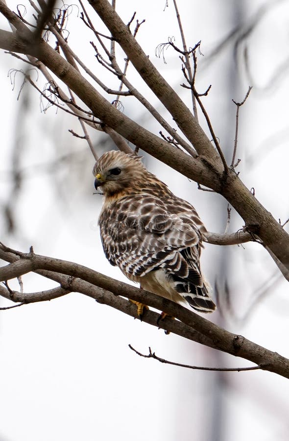 1,670 Baby Hawk Stock Photos - Free & Royalty-Free Stock Photos from ...