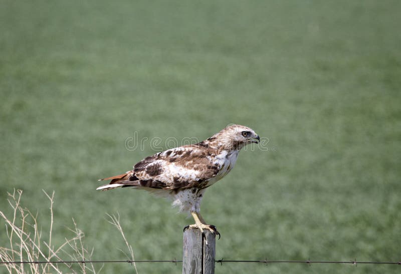 Juvenile Hawk on Post stock photo. Image of bird, outdoors - 96295226