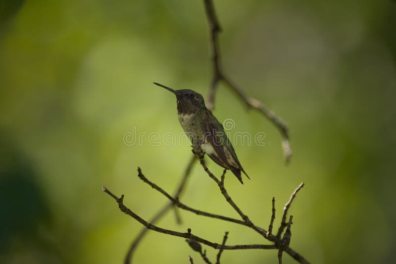Backlit Hummingbird Stock Photos - Free & Royalty-Free Stock Photos ...