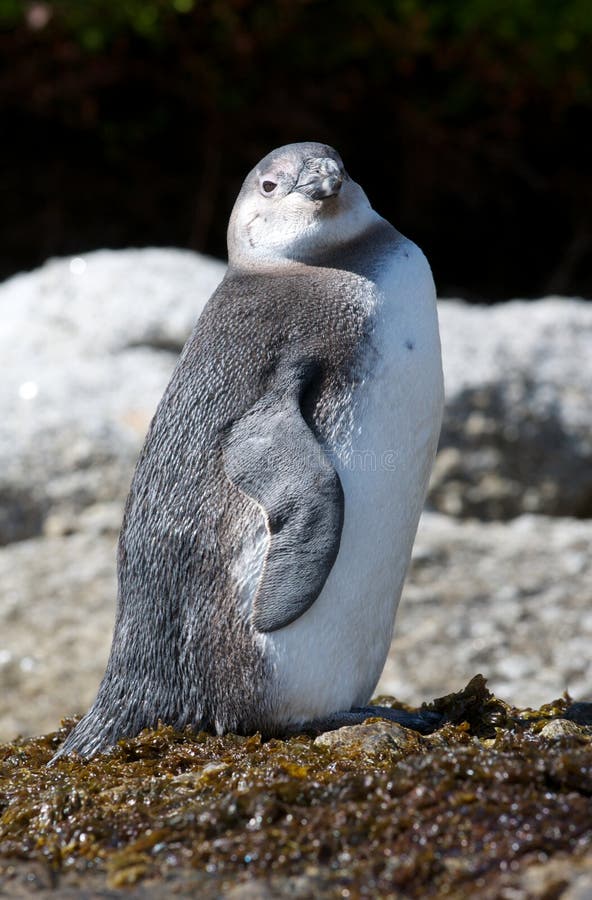 Juvenile Penguin stock image. Image of penguin, cape - 17970645