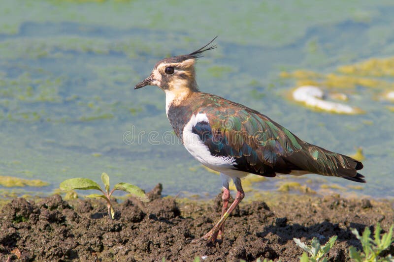 Juvenile Lapwing - Vanellus Vanellus Stock Photo - Image of lone ...