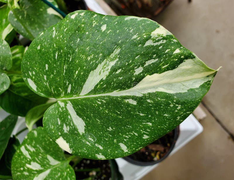 A Juvenile Leaf of the Variegated Monstera Thai Constellation Stock ...