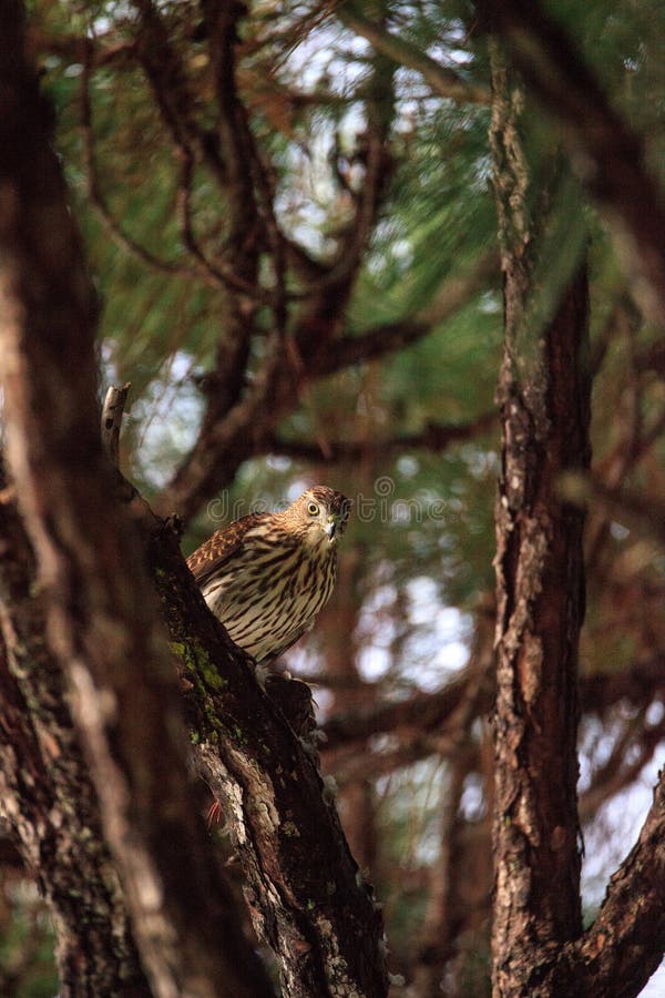 Juvenile Light Morph Red-tailed Hawk Buteo Jamaicensis Eats a Blue Jay ...