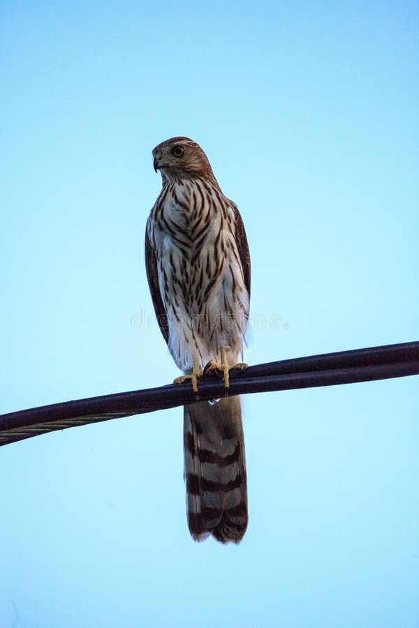 Juvenile Light Morph Red-tailed Hawk Buteo Jamaicensis Perches on a ...