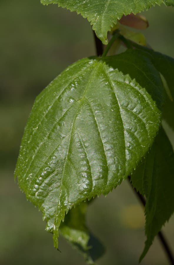 Lime Tree Leaf stock photo. Image of botany, macro, foliage - 7211292