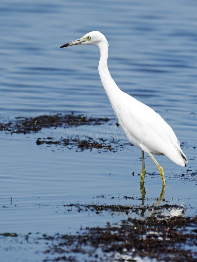 Juvenile Little Blue Heron stock photo. Image of ocean - 77461702