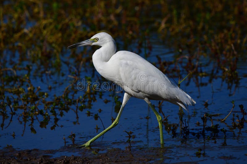 Juvenile Little Blue Heron Walking Stock Image - Image of blue, bird ...
