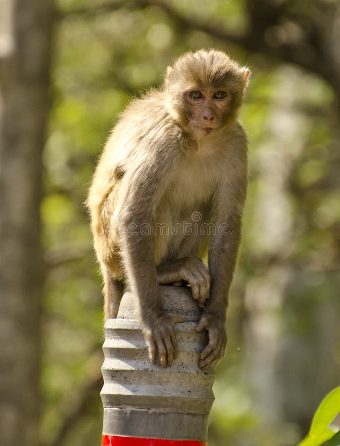 A Macaque Monkey Resting on a Pillar Stock Photo - Image of cement ...