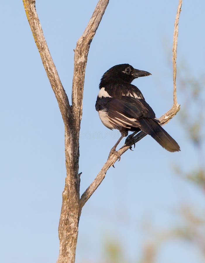 Juvenile Magpie stock photo. Image of daimiel, life, branch - 27439858