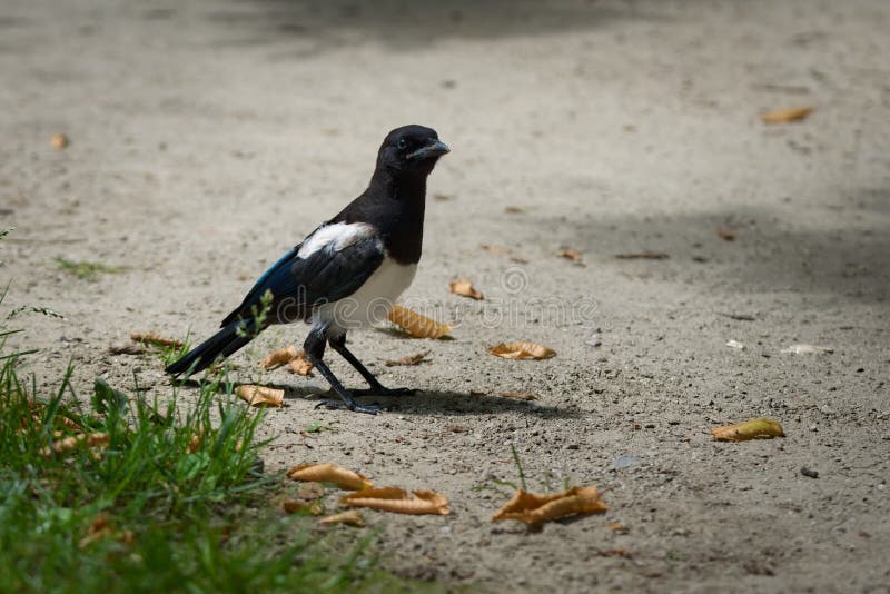 Rustled Feathers Stock Photos - Free & Royalty-Free Stock Photos from ...