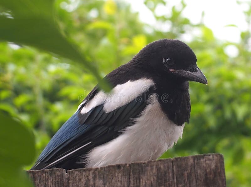 Juvenile Magpie on the Grass Stock Photo - Image of bradman, nature ...