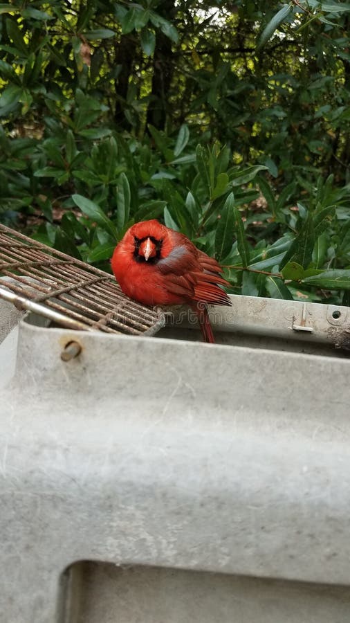 A Juvenile Male Cardinal Resting on an Old Carrier Stock Photo - Image ...