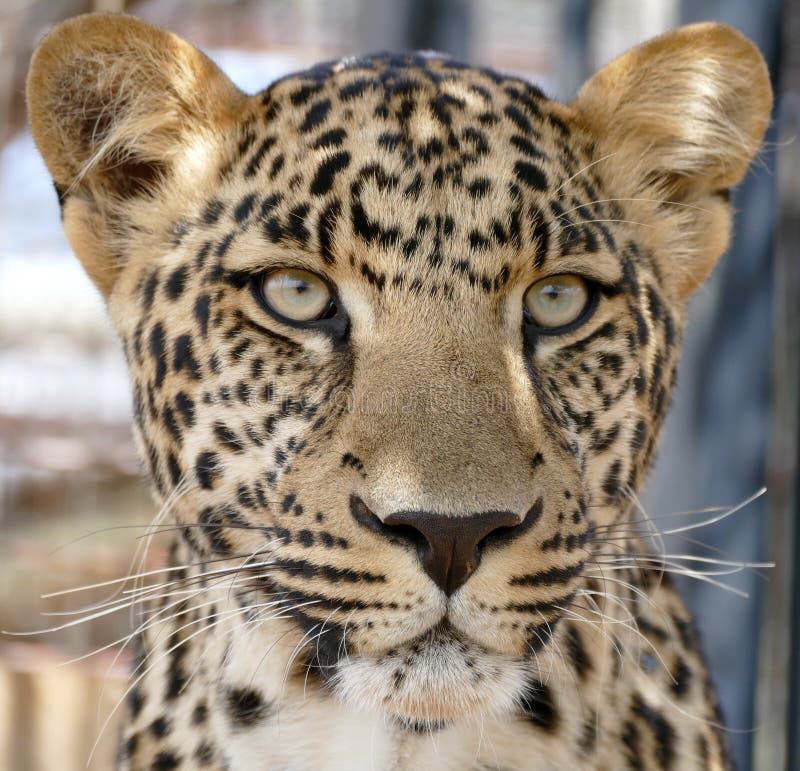 Suzanne Richcreek (Fantalyzer) - Photographer profile