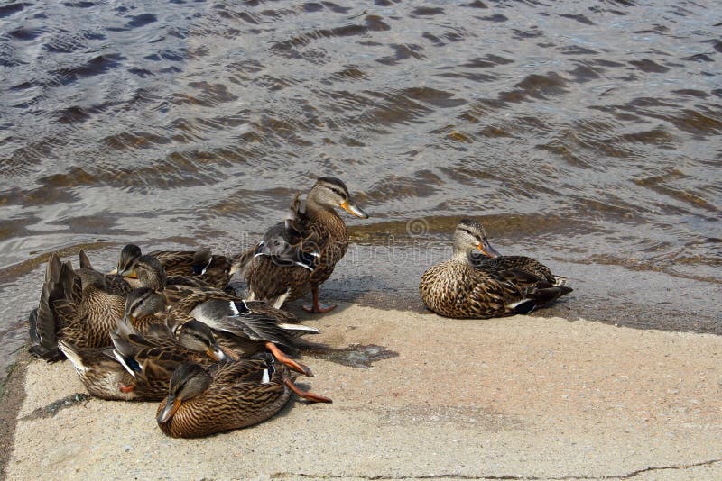 Juvenile Mallard Duck that Rest Up Stock Image - Image of family ...