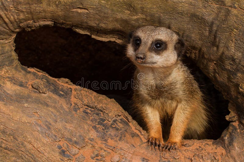 A Fat Meerkat stock photo. Image of beige, meerkat, standing - 27255558