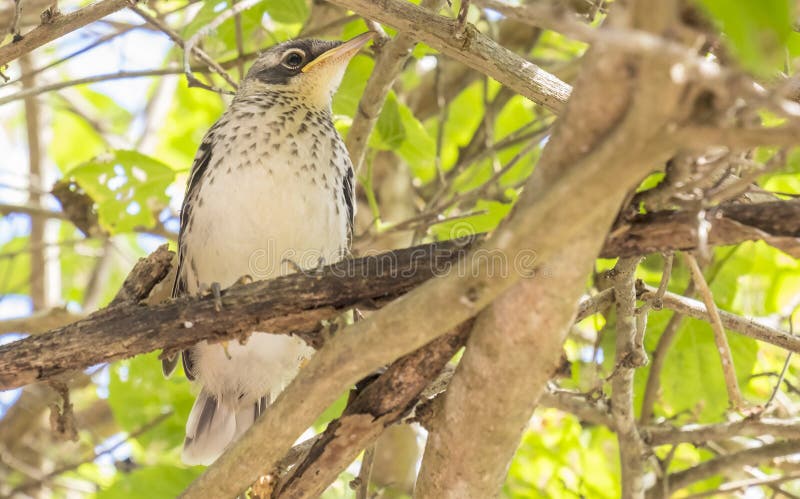 Juvenile Mocking Bird in the Tree Stock Image - Image of santa, cruz ...