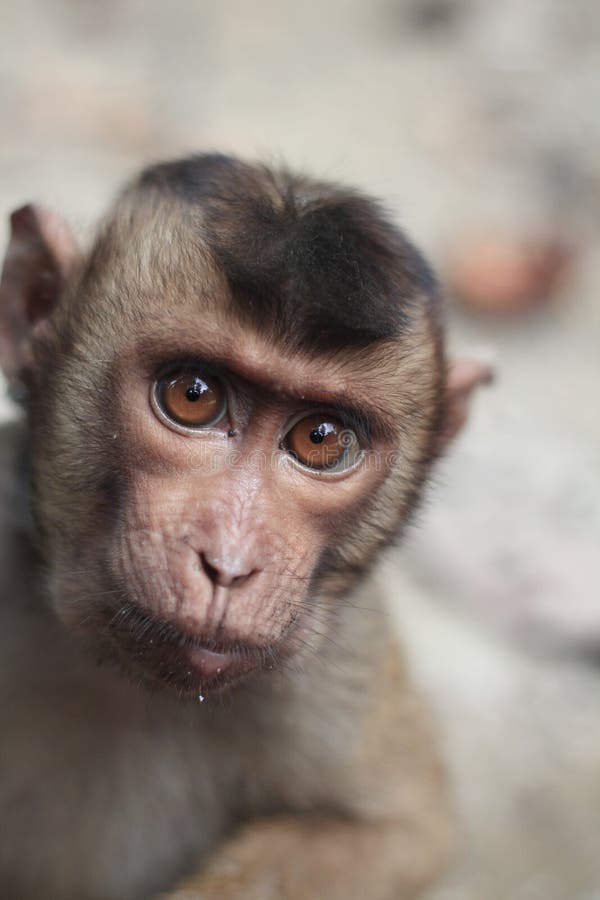 Juvenile Monkey with Staring in Big Eyes Stock Photo - Image of staring ...