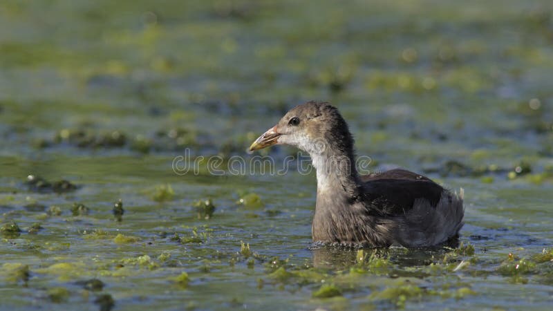 Juvenile Moorhen, Crete stock image. Image of europe - 219996007