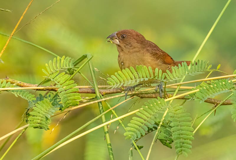 A Juvenile of Munia on a Bush Tree Stock Photo - Image of spice, grey ...