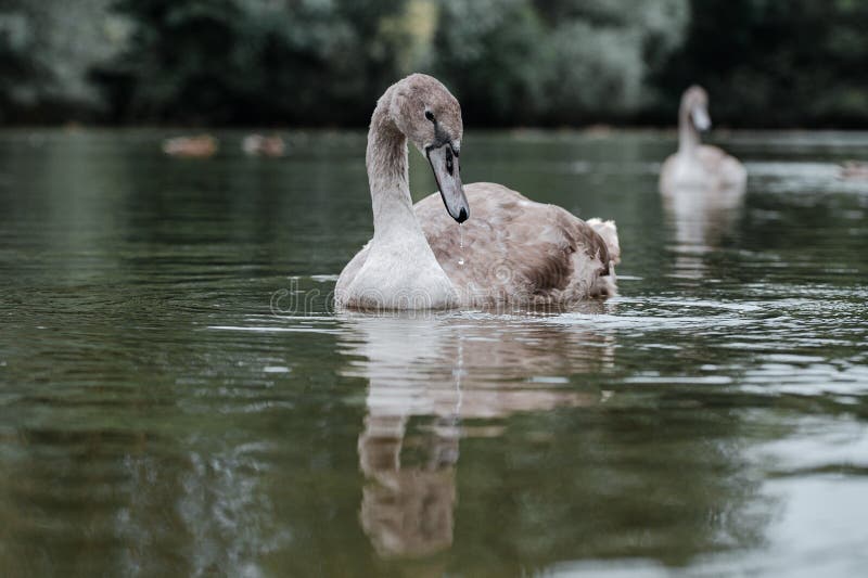 Juvenile mute swan cygnet stock image. Image of couple - 231315107
